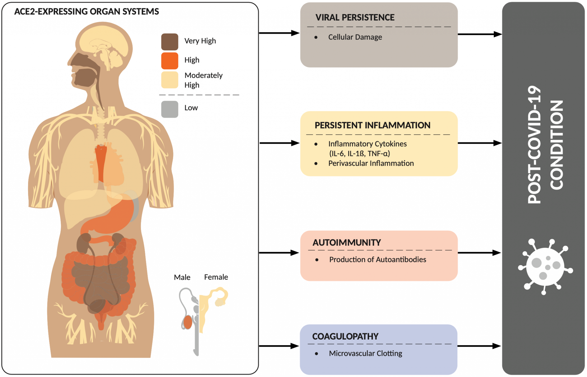 Understanding the Post COVID-19 Condition (Long COVID) in Adults and ...